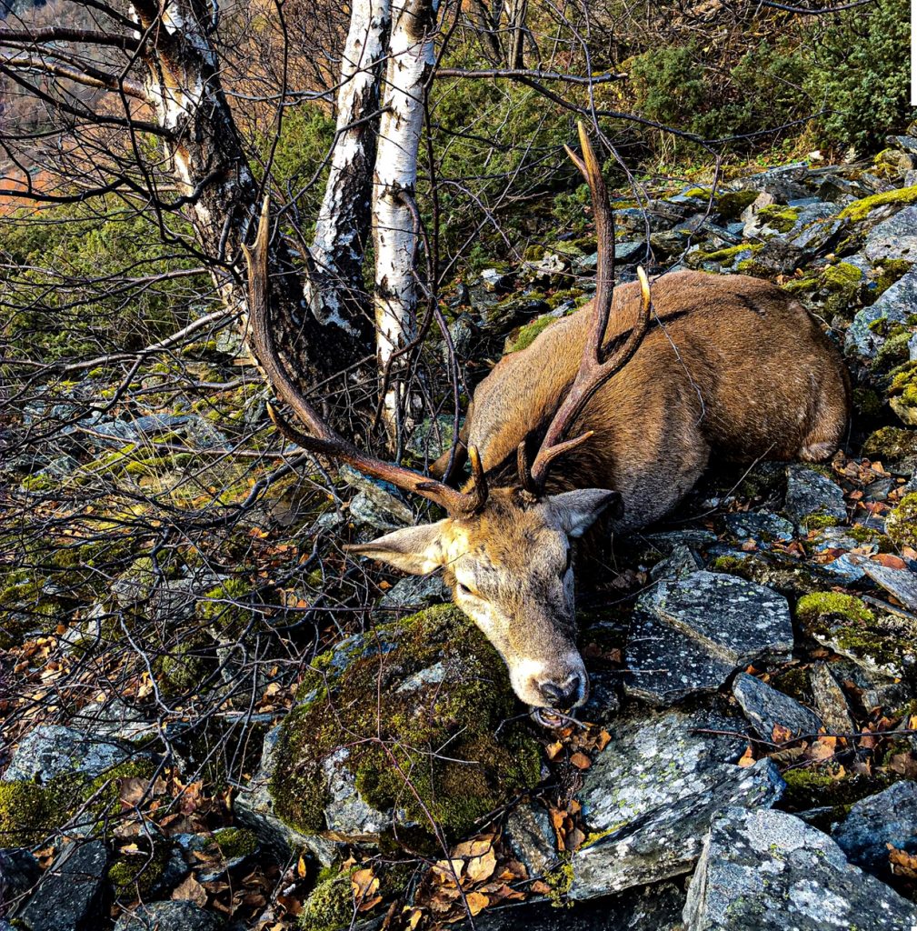 Stor hjort ga rå opplevelse - Jegeravisen.no
